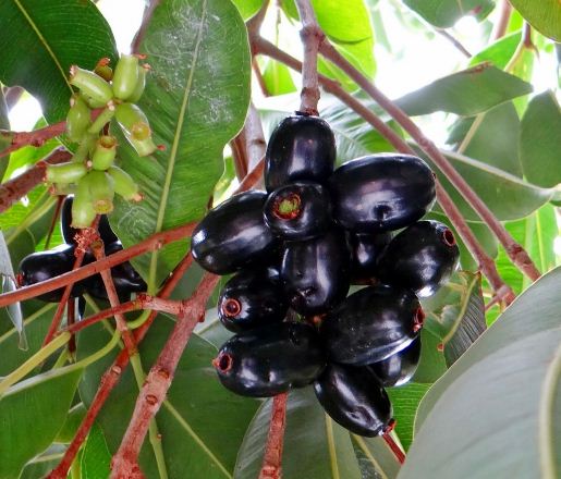 Kapan Musim Berbuahnya Buah Jamblang/Duwet - Dulajar