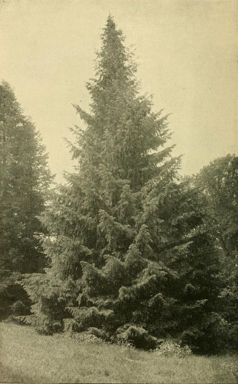 Future Plants by Randy Stewart: The Firs