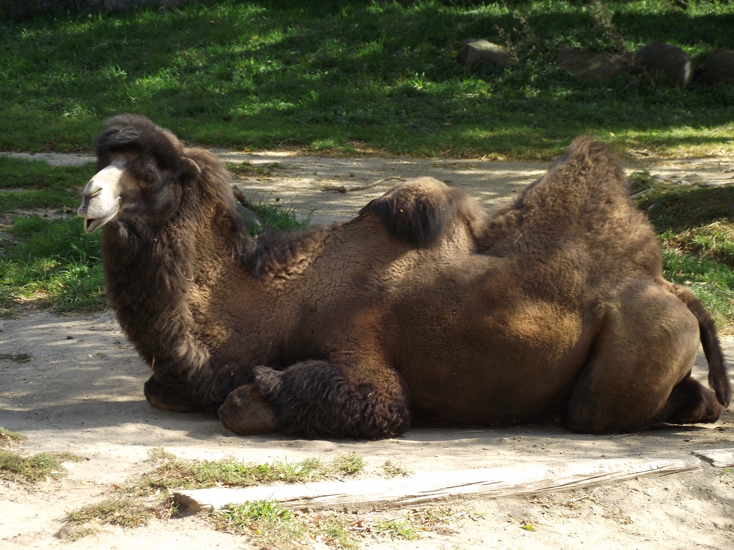 Bactrian Camel