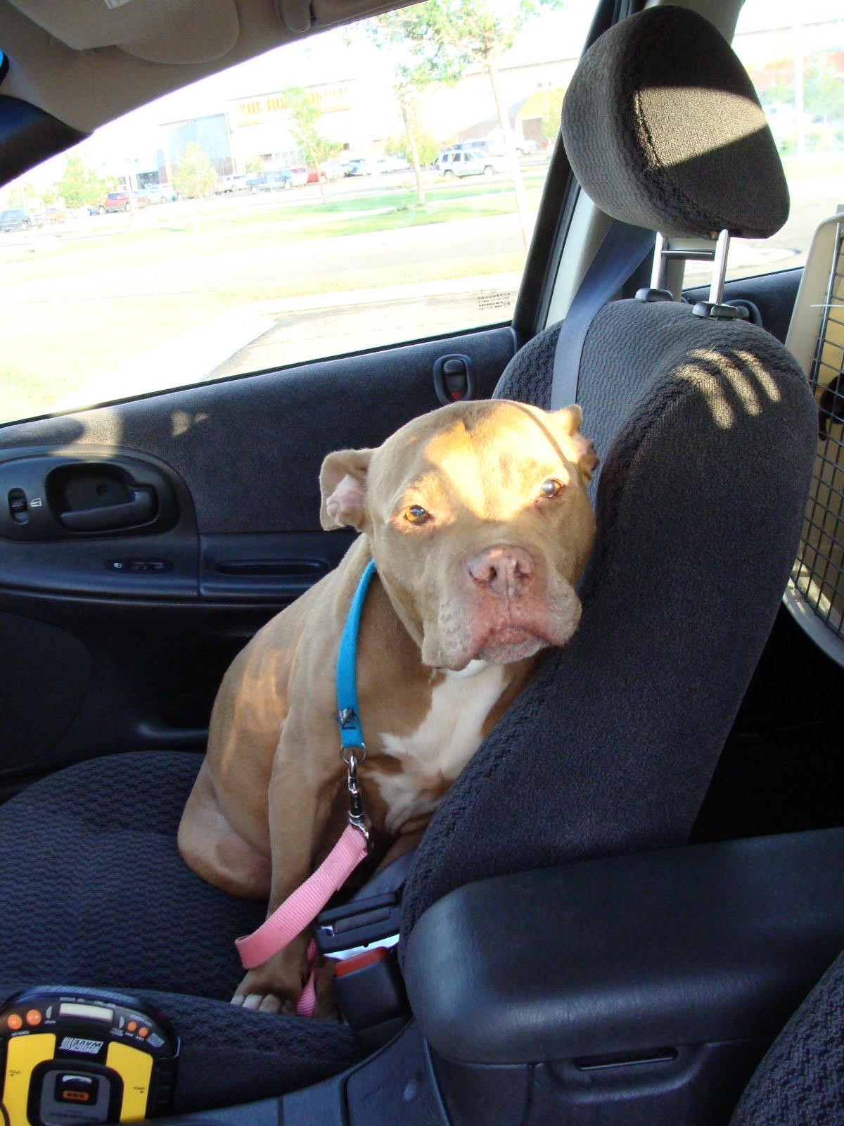 Prairie Pit Bull Rescue Society