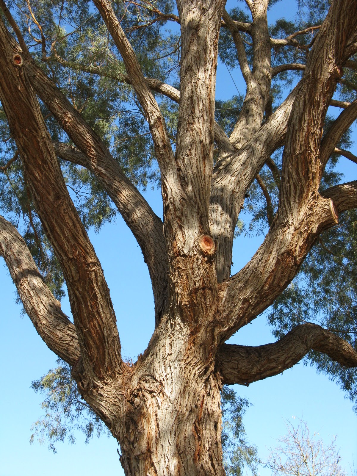 Trees of Santa Cruz County: Eucalyptus nicholii - Willow Peppermint