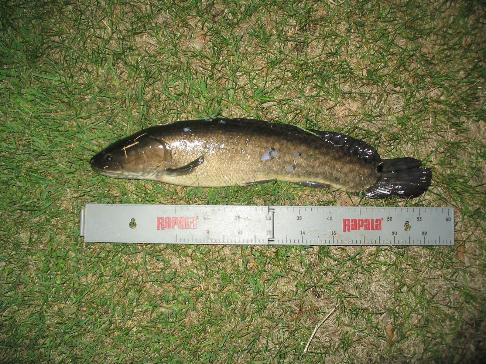 Minnesota Bowfin Club: June 2015