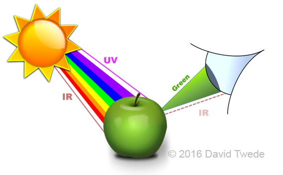 Next Eyes: Science: Reflecting on Plants