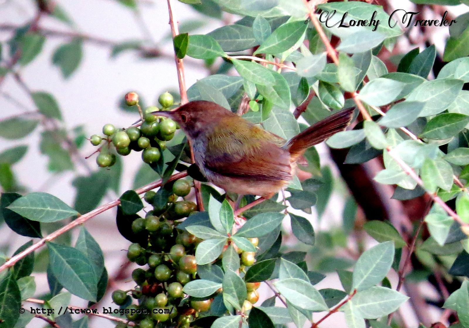 Common tailorbird - Orthotomus sutorius