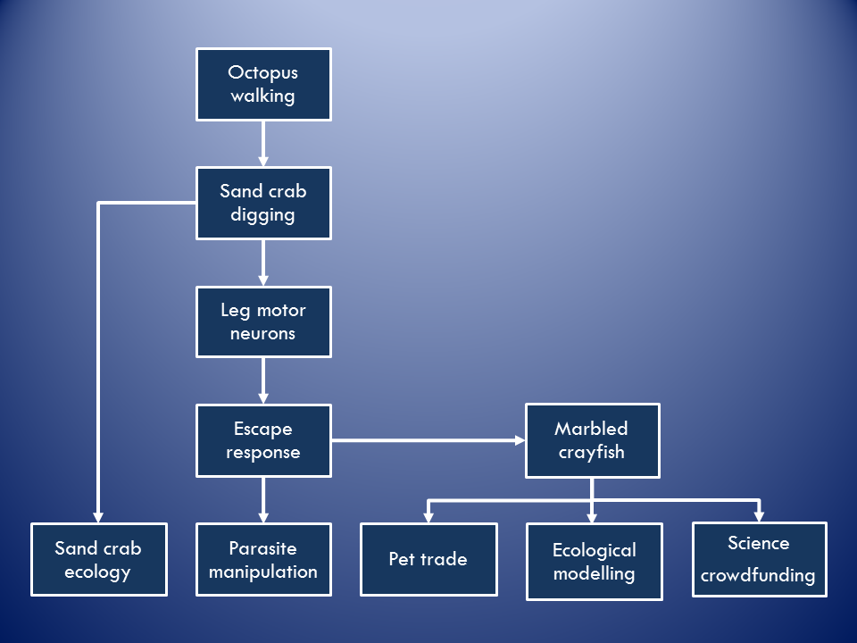 NeuroDojo: Connections in my scientific career