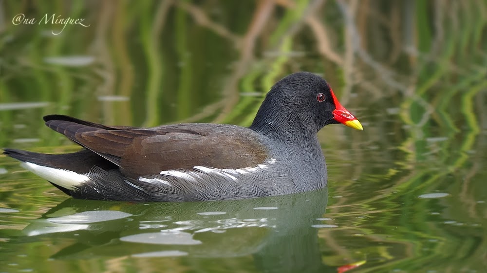 NATURANAFOTOS: Gallineta común