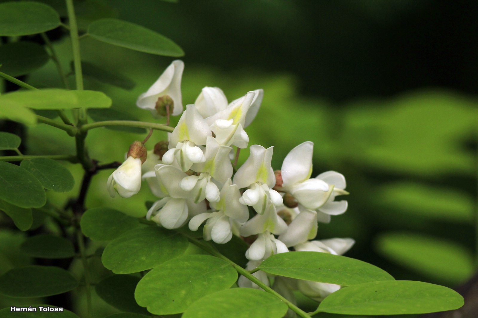 Flora Bonaerense: Reserva Natural Guardia del Juncal