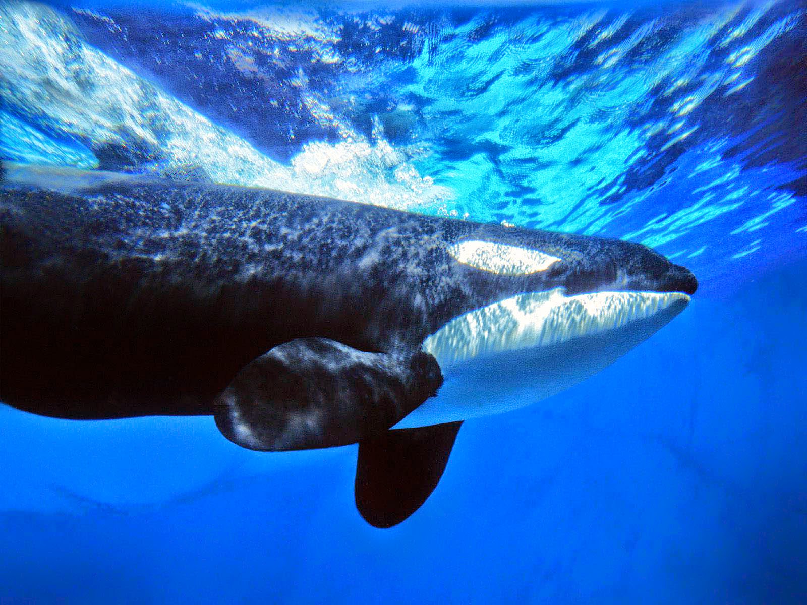 Orca - HD Wallpapers | Earth Blog