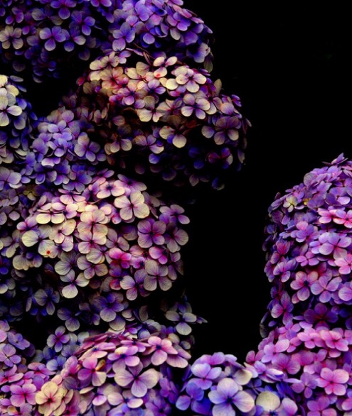 Biri Dügün Mü Dedi?: Çiçek *Beyaz Ortancalar***