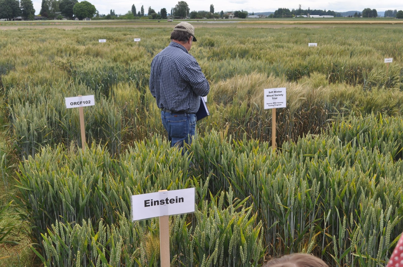 meat: Growing your own grain-WSU small grains seminar