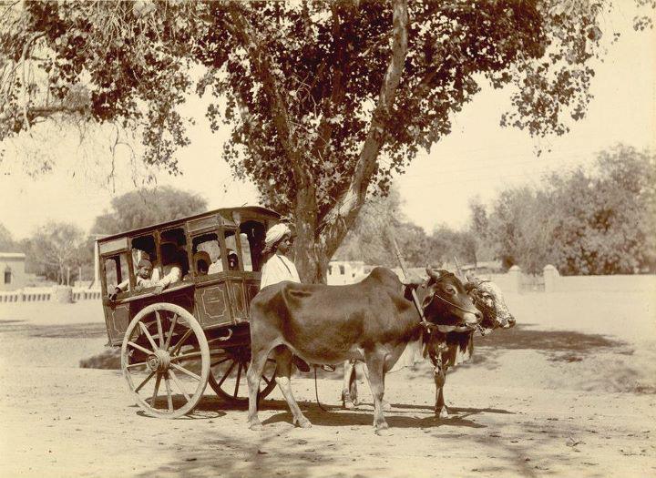 Indus Valley Civilization(Colours Of Sindh): Bullock Cart,Sindh