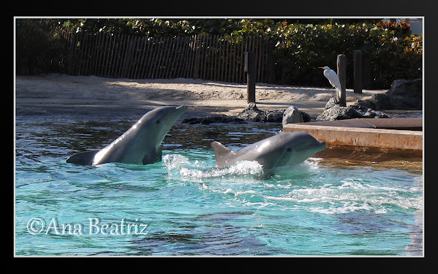 Aventura fotográfica: Delfín mular o delfín nariz de botella (Tursiops ...