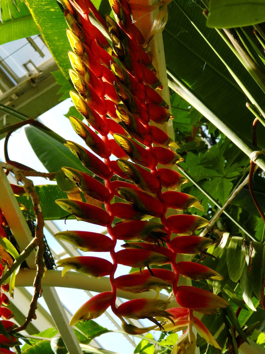 LA MULTI ANI, ROMANIA!: Flori exotice bicolore (rosu, galben)