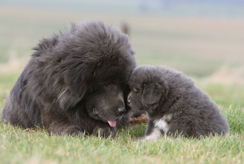 Tibetan Mastiff | The Life of Animals