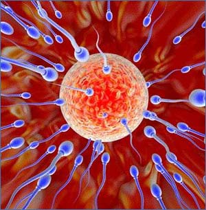 biología de nuestro cuerpo: LOS GAMETOS HUMANOS