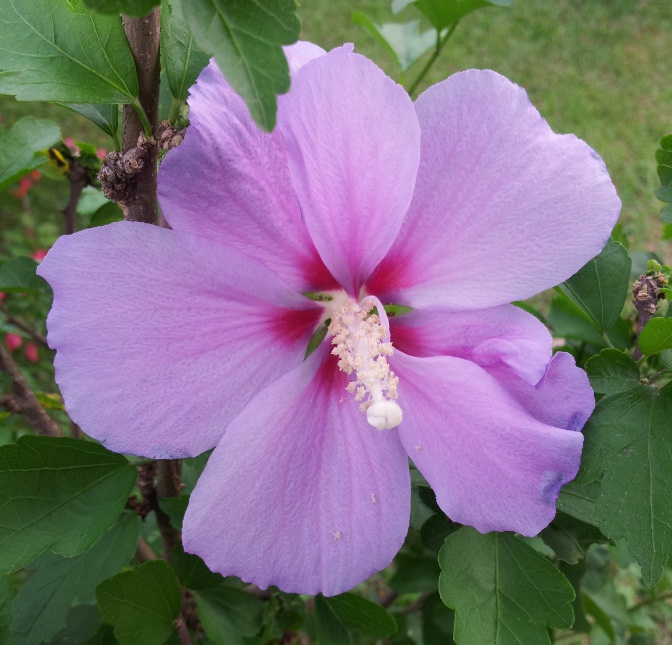 Greenfingers: Bunga Raya Ungu??