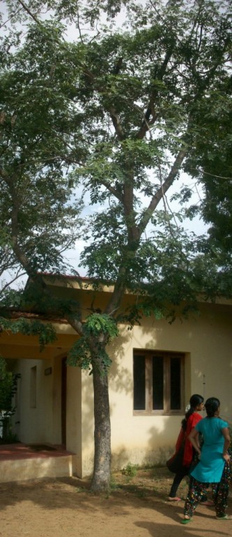 Trees of Kalakshetra | My Travelogue - Indian Travel Blogger, Heritage ...