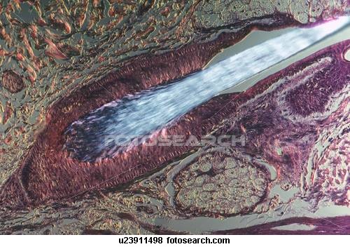 All About Healthy Hair: Understanding what hair is composed of....