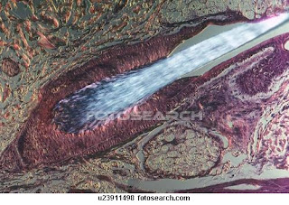 All About Healthy Hair: Understanding what hair is composed of....