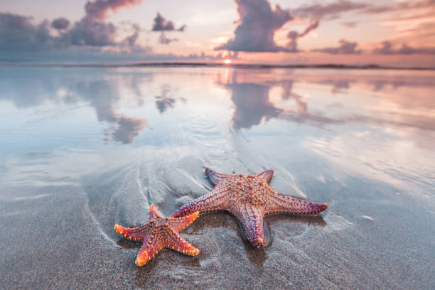 Parable of the Day: Starfish on the Shore - The Catalog of Good Deeds