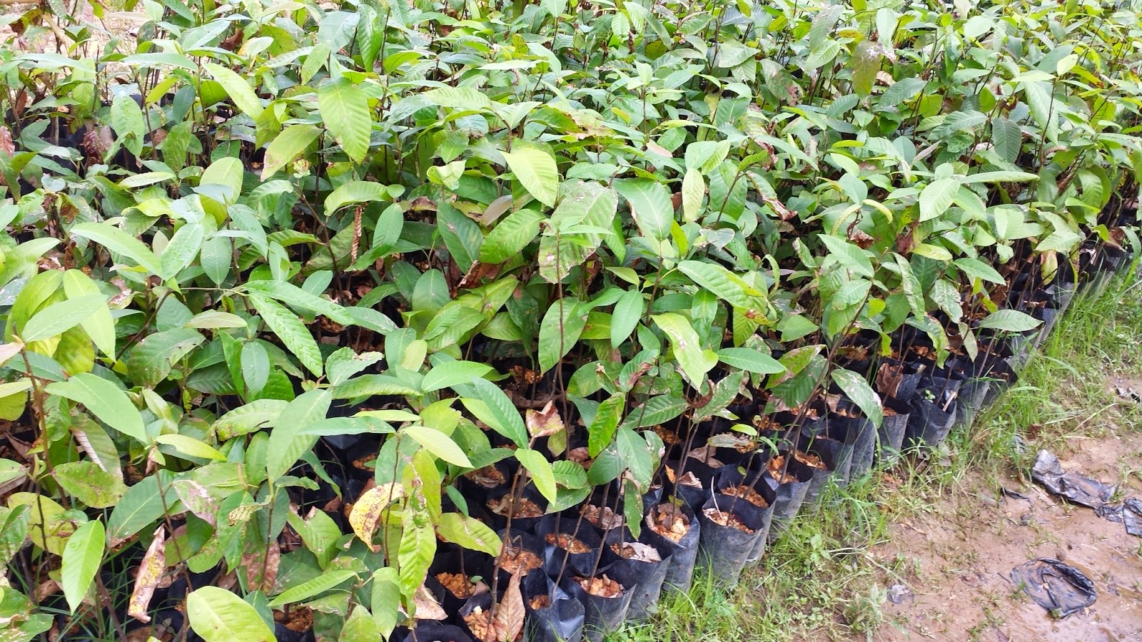 Dari Hutan ke Bandar...: STOK POKOK BIL 2 2015