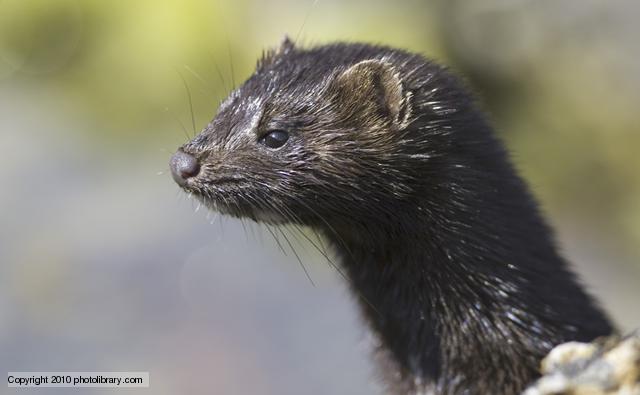 Leigh Ornithological Society: Conservation