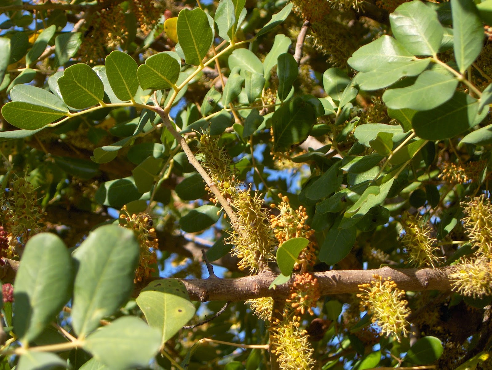 El algarrobo en flor