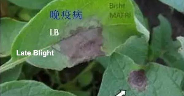 What’s difference between early blight and late blight?