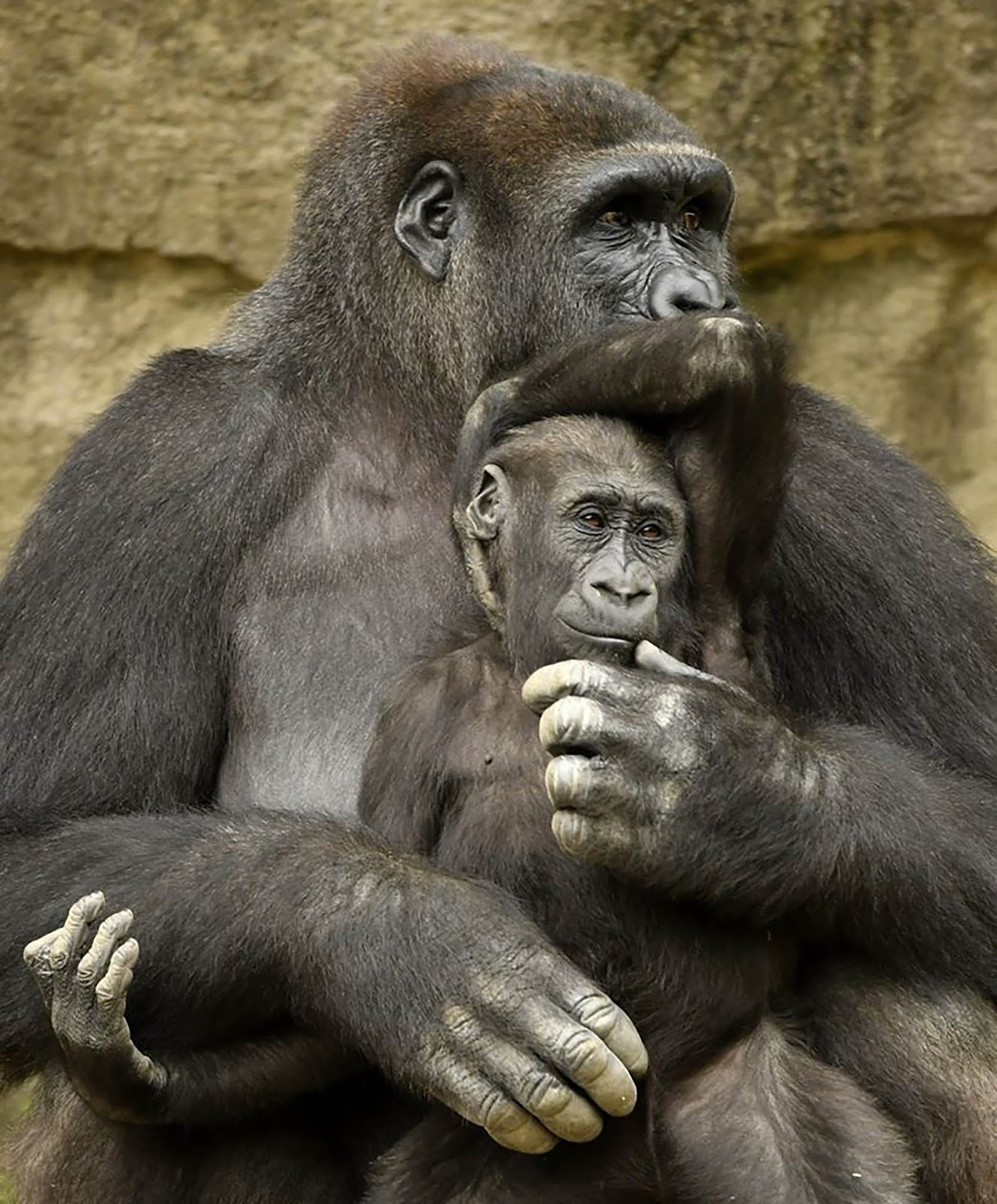 GRANDES SIMIOS PATRIMONIOS VIVOS DE LA HUMANIDAD: SOCIALISTAS EUROPEOS ...