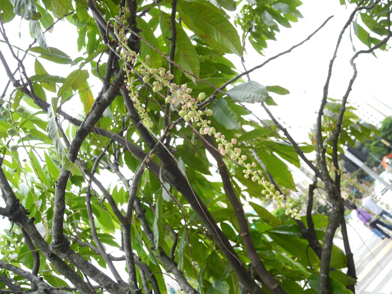 Celsius - 273 - Pulling it closer to me : Johore Tree - Lepisanthes ...