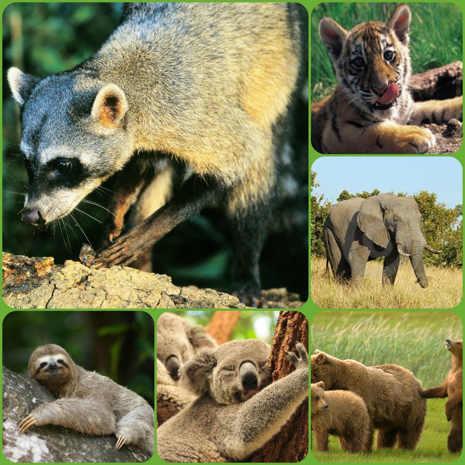 Biologia Genial: Mamíferos