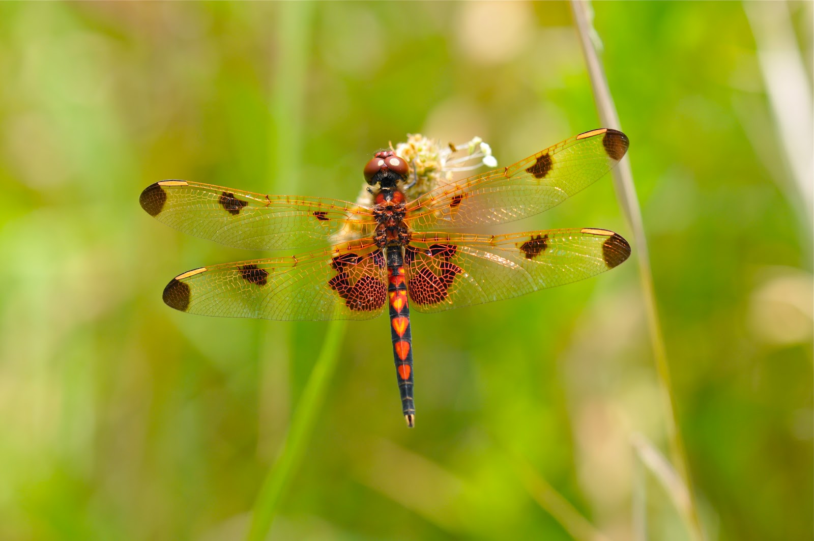 The Dragonfly Whisperer: Virginia Dragonflies: The Calico Pennant