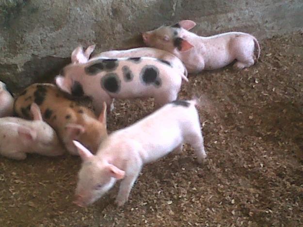Fotos de cochinos en venta - Imagui