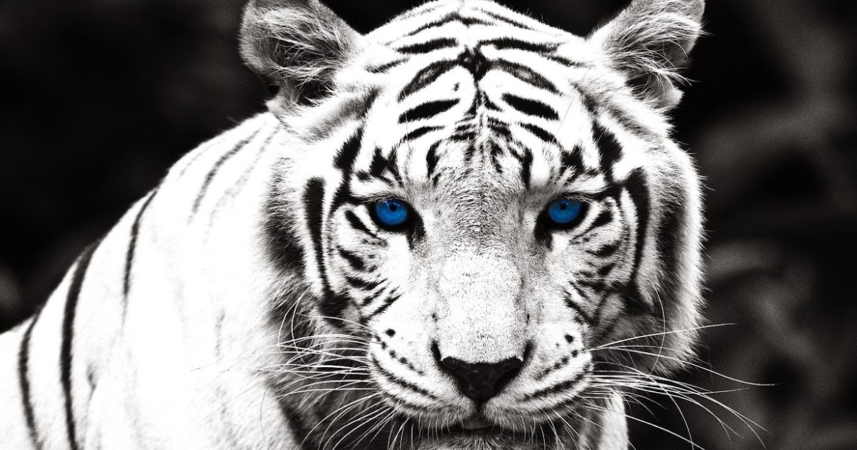 Prabu Siliwangi Dan Maung Bodas