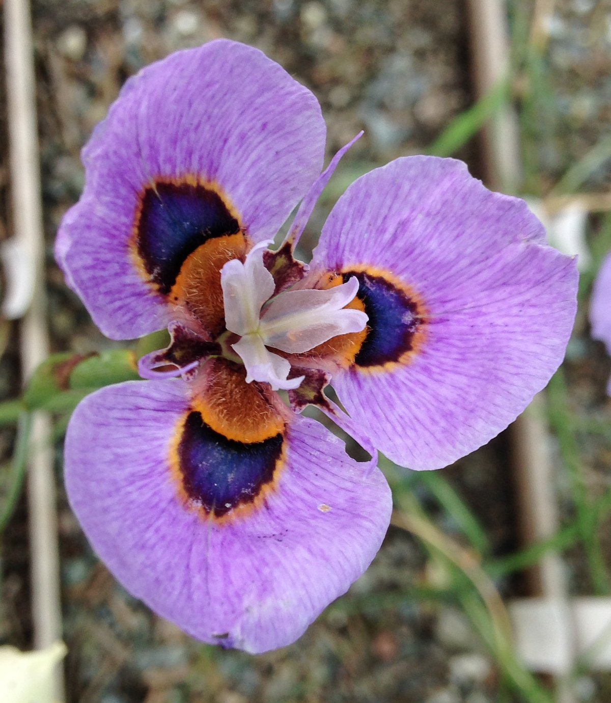 Growing Cool Plants: Moraea MM 14-21