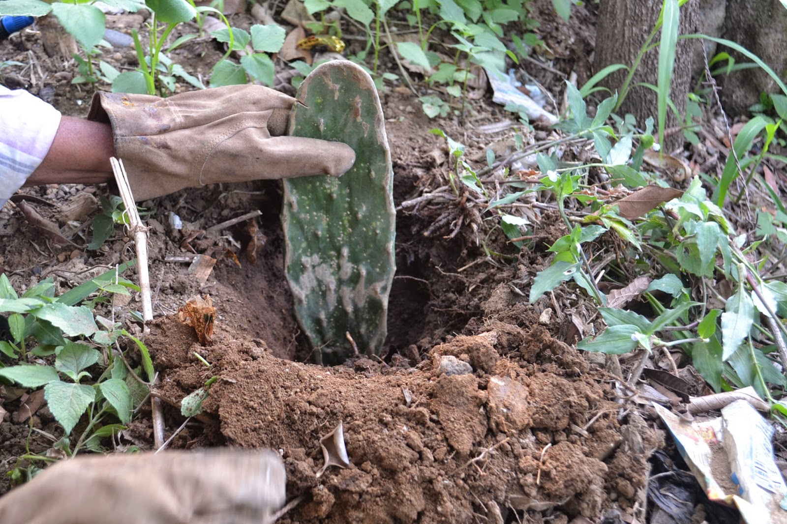 Cultivo de Nopal en El salvador: Primera siembra de Nopal
