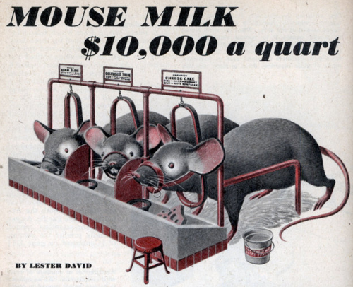 Miss Cellania: Mouse Milk