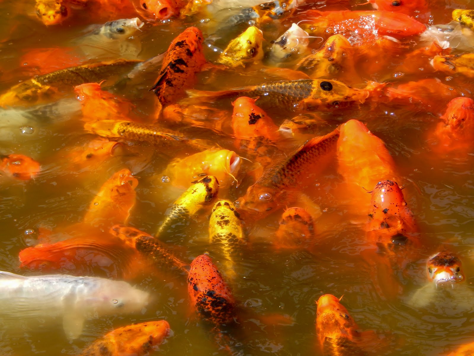 Walking Arizona: Koi Fish