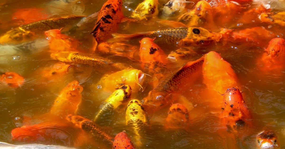 Walking Arizona: Koi Fish