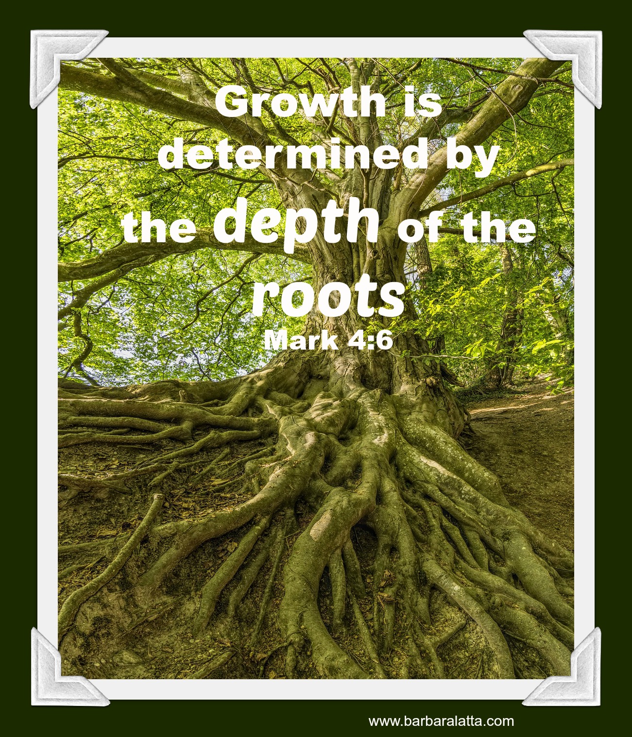 Navigating Life s Curves Growth Is Determined By The Depth Of The Roots navigating-life-s-curves-growth-is-determined-by-the-depth-of-the-roots