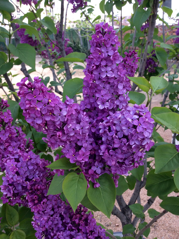 Huerto Urbano Luis Servia Borgas: SEGUIMIENTO DE LA PODA DEL LILÉ ...