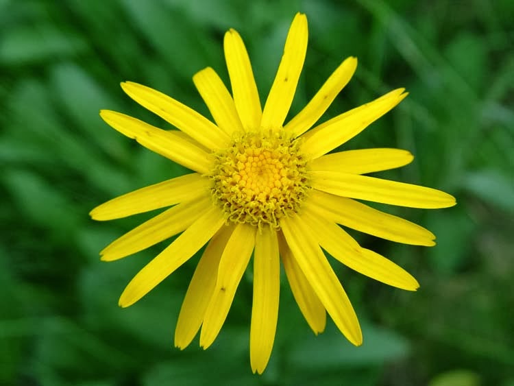 ΑΡΝΙΚΑ - Arnica Montana | ΒΟΤΑΝΟΘΕΡΑΠΕΙΑ . ΘΕΡΑΠΕΥΤΙΚΑ ΦΥΤΑ ΚΑΙ ΒΟΤΑΝΑ