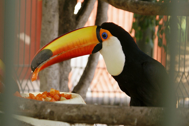 Όλα σε.... ΤΑΞΗ: Tο πανέμορφο εξωτικό tucan!