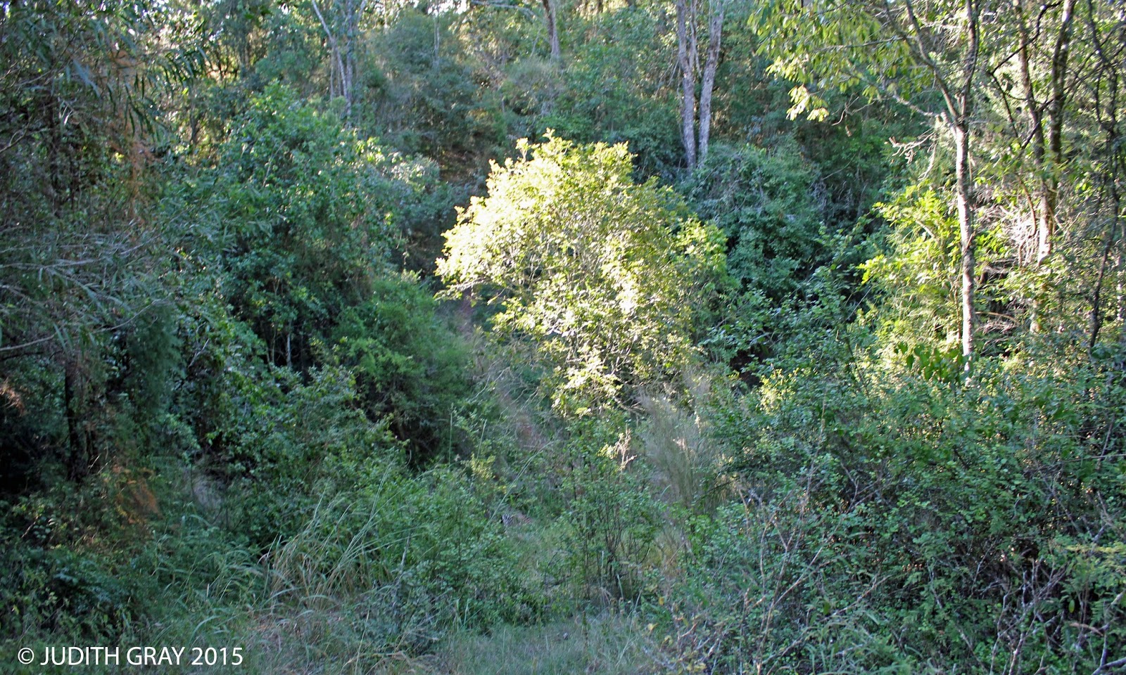 Franke Scrub Remnant Bushland