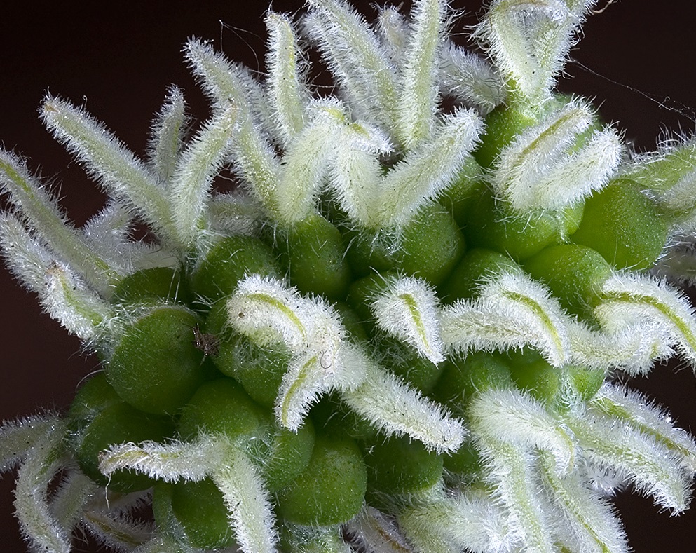 MULBERRY TREE IMAGES |The Garden of Eaden