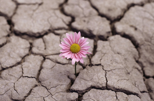 "Simplemente...Sencilla y Apasionada": JUEVES... FLORECER EN MEDIO DE ...