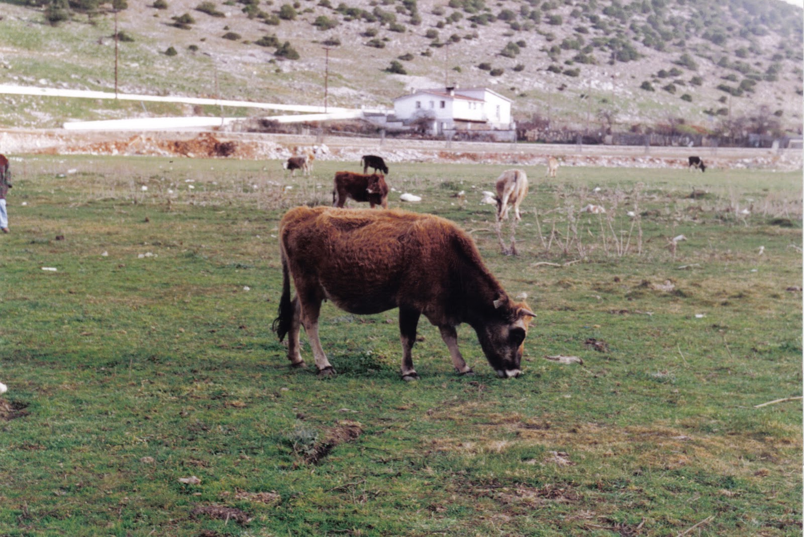 kparlapani: ΚΙΝΔΥΝΕΥΕΙ Η ΒΡΑΧΥΚΕΡΑΤΙΚΗ ΑΓΕΛΑΔΑ - ΝΑΝΟΣ
