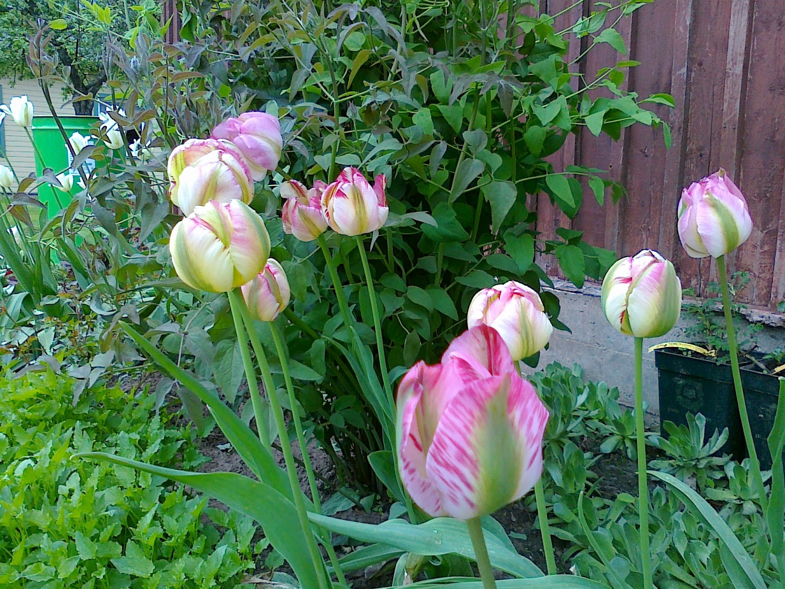 Tea's Garden Stories: Tulbid püsikupeenras