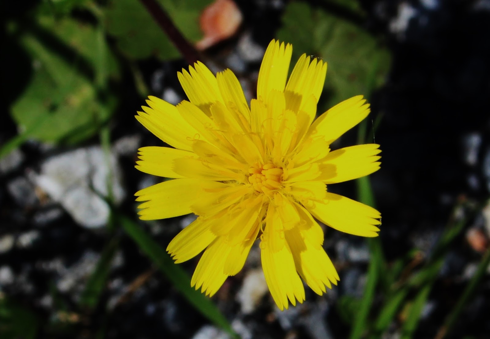 Biodiversity of Cyprus by NGO Protection of the Natural Heritage and ...