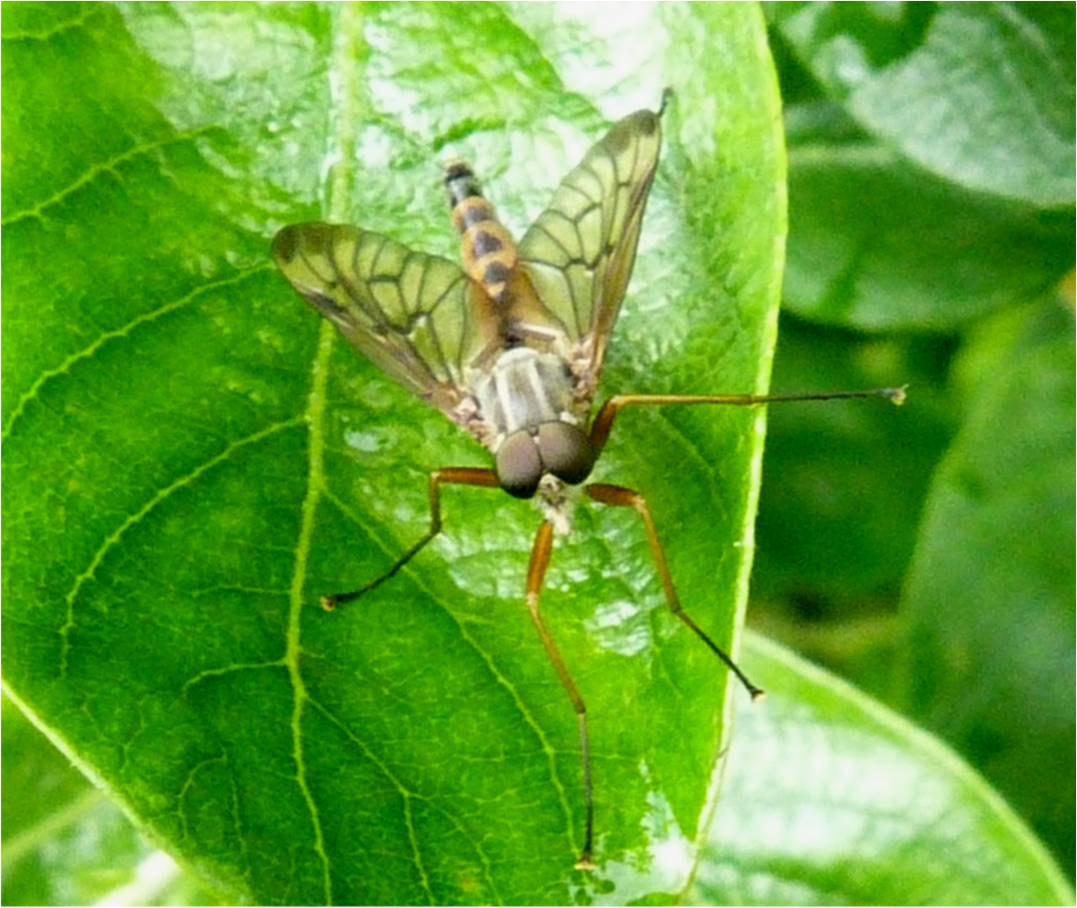 Insects of Scotland: Snipe Flies